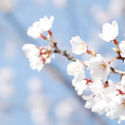 cherry blossom season - KDE Store