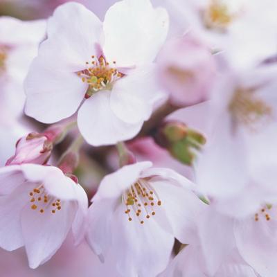Cherry blossom - KDE Store