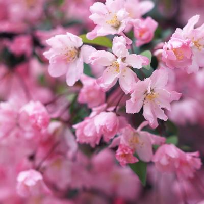 Cherry blossom - KDE Store