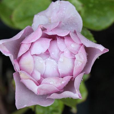 Purple rose - KDE Store