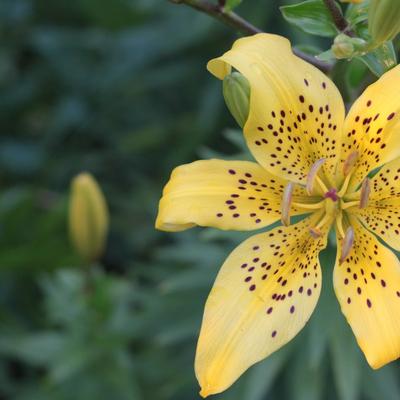 Yellow lily - KDE Store