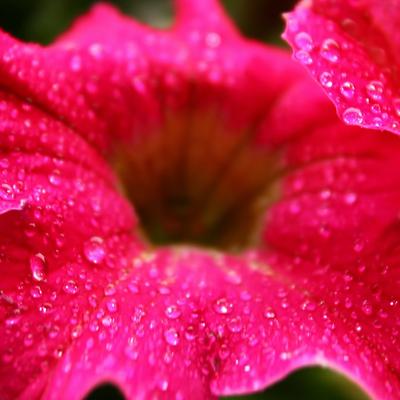 Raindrops on a flower - KDE Store