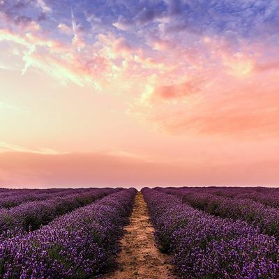 Purple Lavender - KDE Store