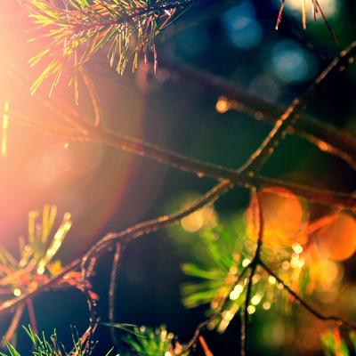 Leaves sunlight macro - KDE Store