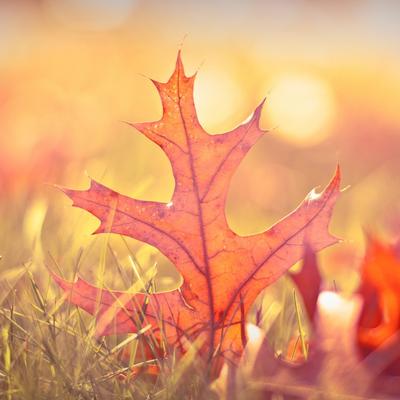 Bokeh leaves blur autumn - KDE Store