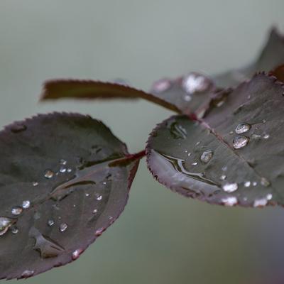 Bunch rose leaves drops - KDE Store