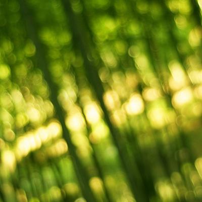Bamboo Green Light Bokeh - KDE Store