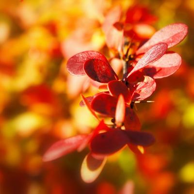 Plant leaves blur - KDE Store