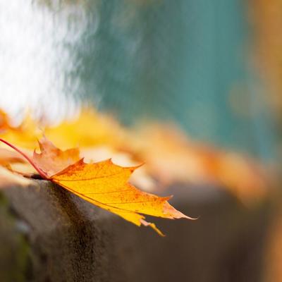 Fence Macro Bokeh Fall Leaves - KDE Store