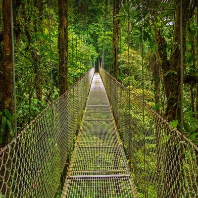 Monteverde Cloud Forest Costa Rica - KDE Store