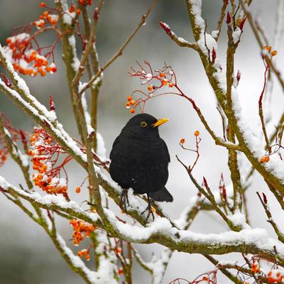 Blackbird Essex Jungle Winter England - KDE Store