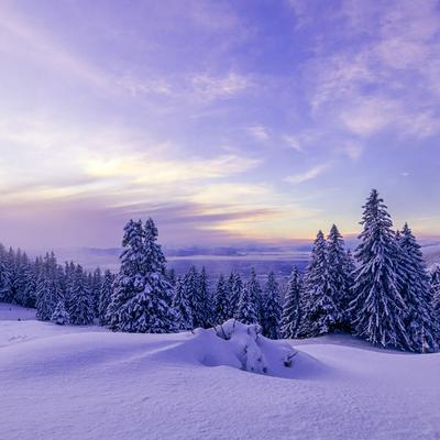 Mountains Snow Pine trees Jungle Winter - KDE Store