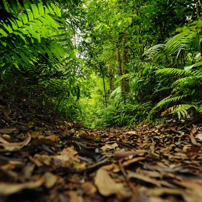 Green rainforest path - KDE Store