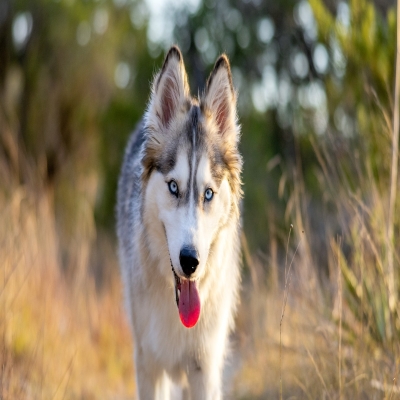 Husky Dog Protruding Tongue Outdoor - KDE Store