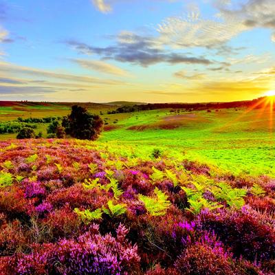 Nature Purple Flowers Green Grass Meadow With Sun Rays - KDE Store