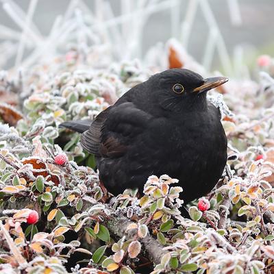 Beautiful Nature Wallpaper - KDE Store