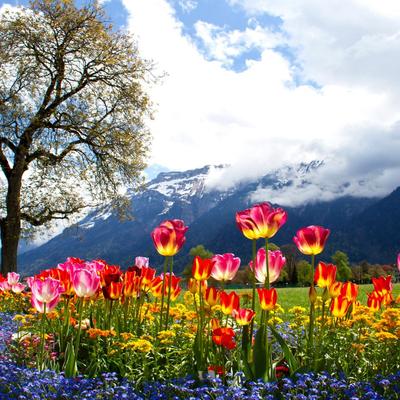 Nature Beautiful spring - KDE Store