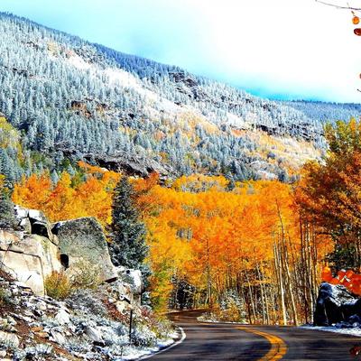 Colors Of Aspen Colorado Road Fall Trees Hd Wallpaper - KDE Store