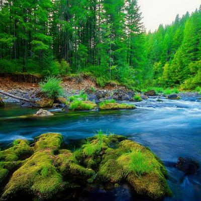Green Pine Forest River Rock Beautiful Nature Hd Wallpaper - KDE Store