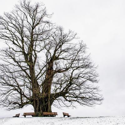 Winter Tree Benches Old Tree Branches - KDE Store