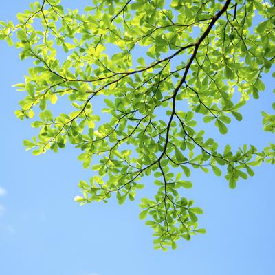 Midsummer Fresh Green Leaves - KDE Store