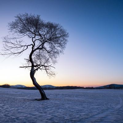 Winter Morning Snow Lone trees - KDE Store