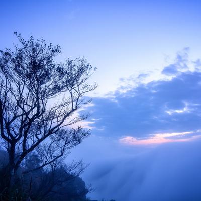 Jungle mountain foggy dry tree - KDE Store