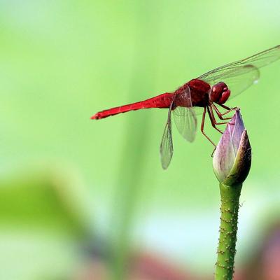 summer lotus red dragonfly - KDE Store