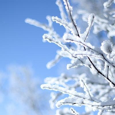 Winter Jungle Freeze Tree Branch - KDE Store