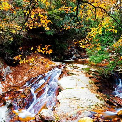 Autumn Jungle Leaves Stream Rock - KDE Store