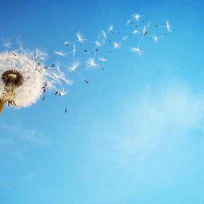 Dandelion blue sky Photo - KDE Store