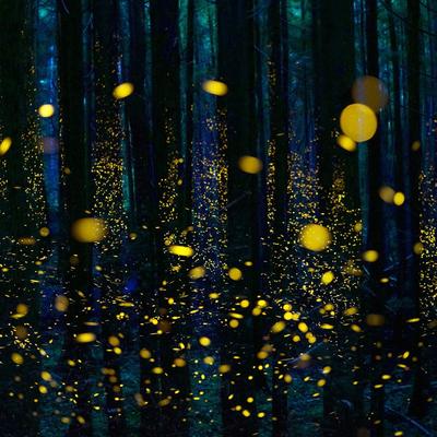 Forest of Genji firefly Shikoku - KDE Store