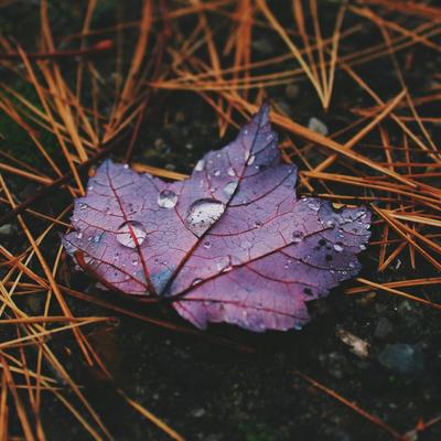 Autumn leaf drops - KDE Store