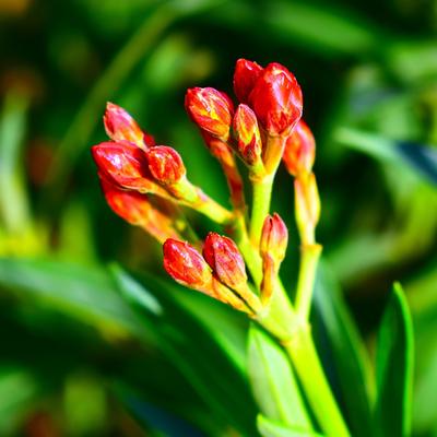 Greenery Red Flower Bud - KDE Store