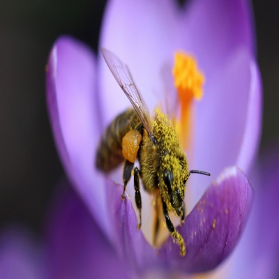 Bee Crocuses Flower - KDE Store