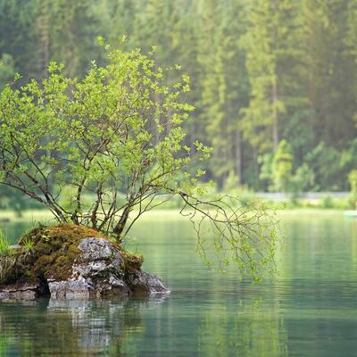 Jungle Lake Stones Small tree - KDE Store