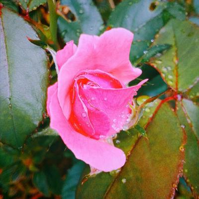 Pink Rose - KDE Store