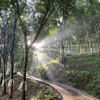 Sunshine through the Ruber trees - KDE Store