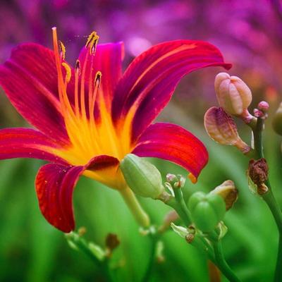 Krin Red And Yelow Spring Flowers Full Hd - KDE Store