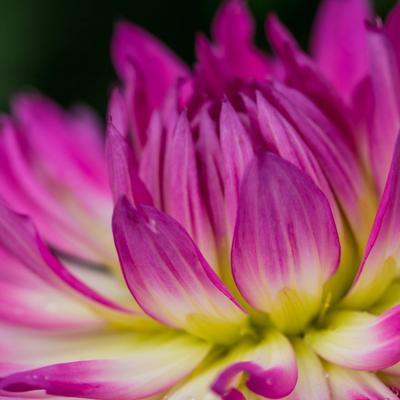 Flowering Plants Purple Dahlia Macro Flower Hd Wallpaper - KDE Store