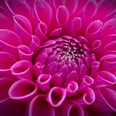 Dahlia Dark Pink Beautiful Closeup Flower On Dark Background - KDE Store