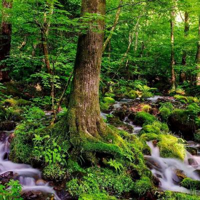 Photo Landscape Wallpaper For Desktop Forest Stream Run - KDE Store