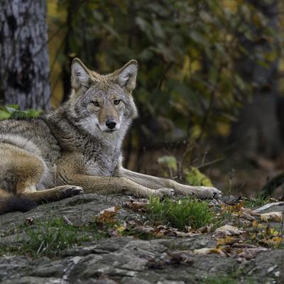 Animal Coyote Or Wolf Family Canidae Born In North America - KDE Store