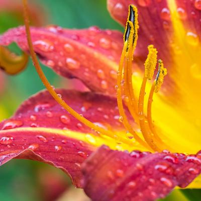 Plants Fire Lily Flower Drops Water Macro Photography - KDE Store
