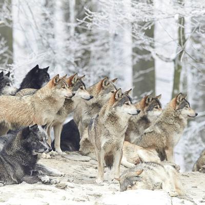 Wild Animals Wolf Many Wolves Chopper Wolves In Winter - KDE Store