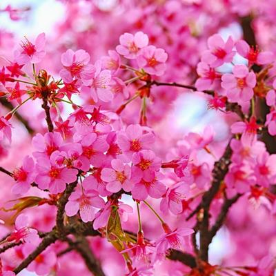 Beautiful Blossom Cherry Tree - KDE Store