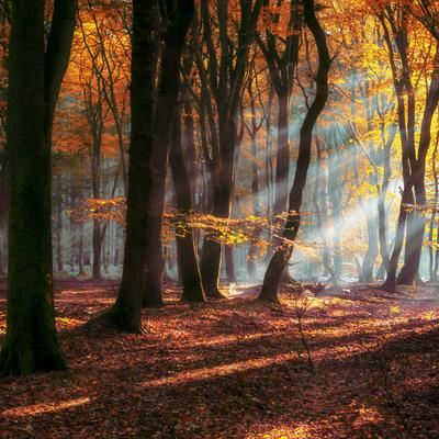 Morning Autumn Sun Rays Forest Deciduous Trees With Yellow - KDE Store