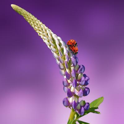 Beautiful World Nature Wallpaper - KDE Store