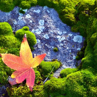 Moss Red maple leaves 2022 - KDE Store