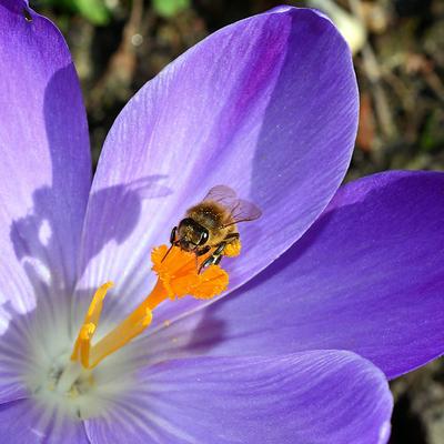 Other / Purple Orchids Bees Petal - KDE Store